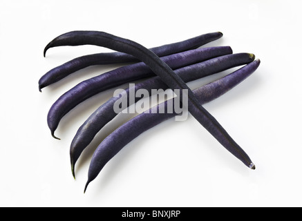 Overhead view of Dwarf French Beans Purple Queen in flower growing in ...