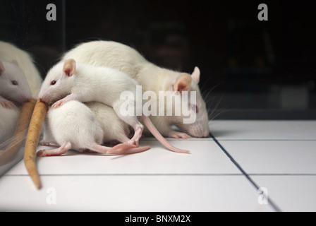 white (albino) rat with baby rat on open field board Stock Photo - Alamy