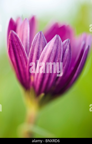 A selective focus shot of purple African daisy in the garden Stock ...