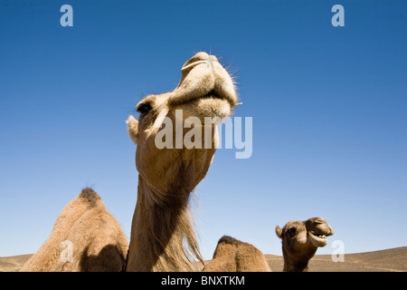 Camel Front Face view Stock Photo - Alamy
