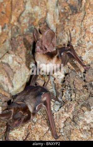 Large-eared Harrison's Free-tailed Bat (Otomops harrisoni) portrait ...