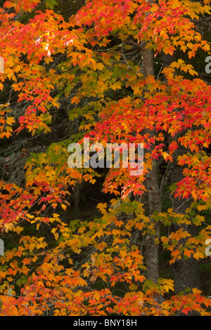Autumn maple tree, Maine, USA Stock Photo - Alamy