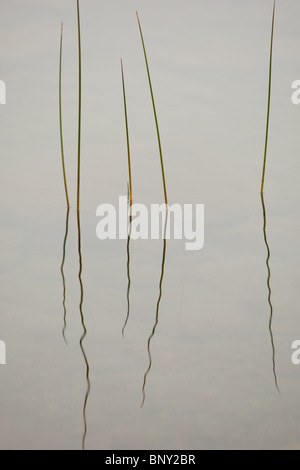Pond and reeds, Acadia National Park, Maine Stock Photo - Alamy