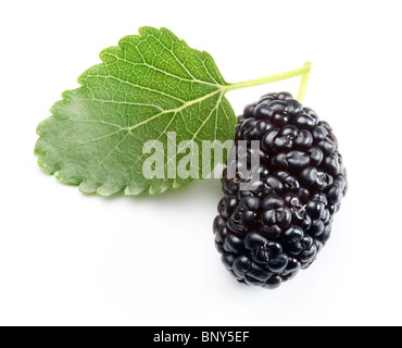 Black mulberry isolated on a white background closeup Stock Photo - Alamy