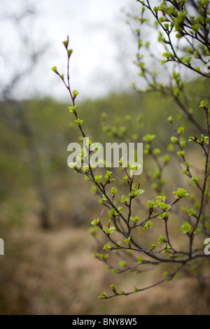 Icelandic birch tree Stock Photo - Alamy