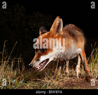 Fox, close up, snarling Stock Photo - Alamy