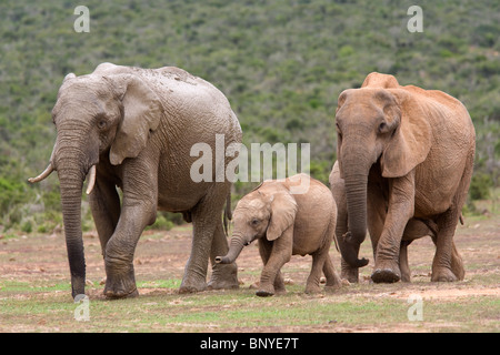 Group of African Elephants (Loxodonta africana) in the Chobe River in ...
