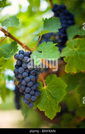 Shiraz Vineyard - Margaret River - Western Australia Stock Photo - Alamy