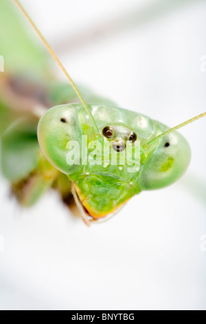 Praying mantis from the Mantodea order Stock Photo - Alamy