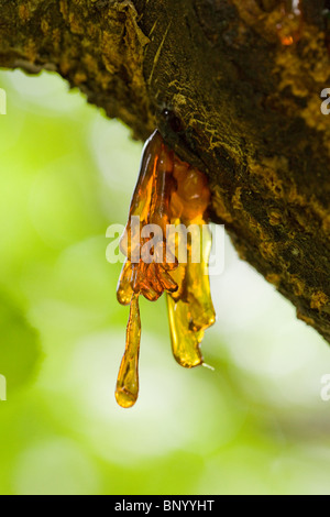 Cherry tree leaking sap (gummosis) - USA Stock Photo - Alamy