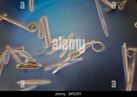 Freshwater diatoms, mixed species, Pinnularia sp. Cocconeis pediculus ...