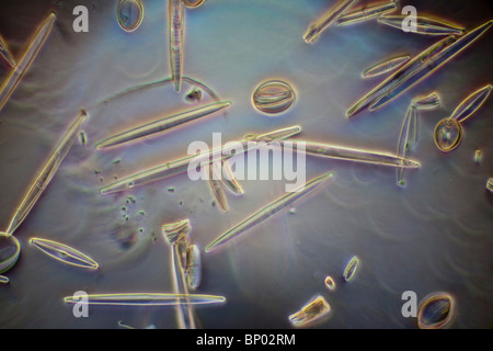Synedra ulna (Synedra ulna Stock Photo - Alamy