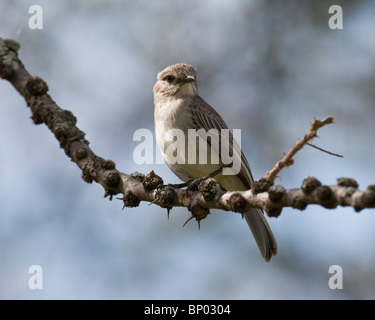African grey flycatcher. Masai Mara, Kenya Stock Photo - Alamy