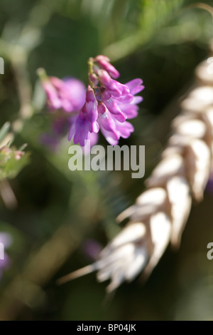Wheat and Vetch in a field Stock Photo - Alamy