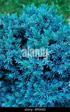 JUNIPERUS SQUAMATA 'BLUE STAR' Stock Photo - Alamy