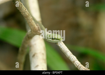 Twig snake / Thelotornis kirtlandii Stock Photo - Alamy