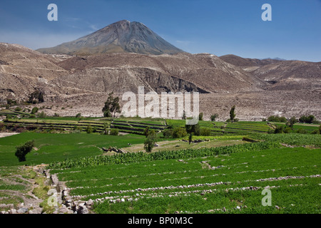 Peru Arequipa agriculture crops growing in fertile irrigated valley ...