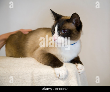 Young adult seal point Siamese cat, walking side ways. Looking straight ...
