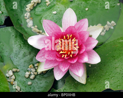 Close up of Lotus flower Stock Photo - Alamy