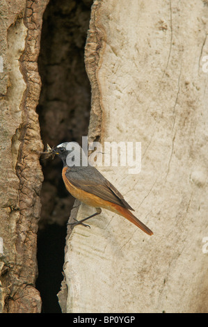 Male European Redstart (Phoenicurus phoenicurus) in a Western oak ...
