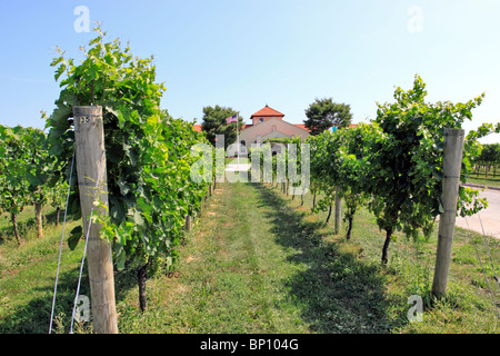 Raphael Winery and Vineyards, Peconic, Long Island NY Stock Photo - Alamy