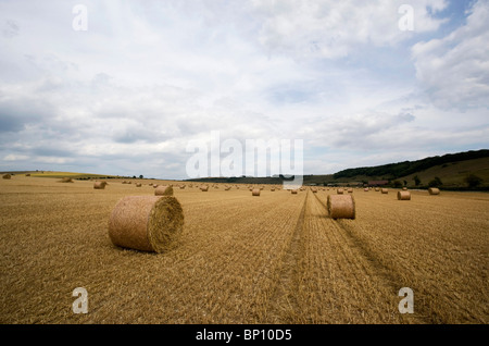 Roundels of Cut Hay at Harvest Time Stock Photo - Alamy