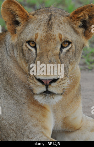 Male Lion portrait, no mane, Selous Stock Photo - Alamy