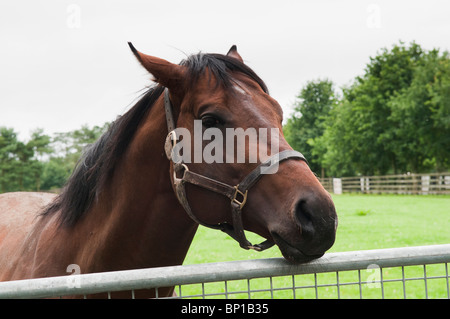 Stallion stables at the Irish National Stud, Kildare Stock Photo - Alamy