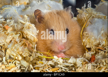 cream colored hamster sit sitting up upright dark background Hamster ...