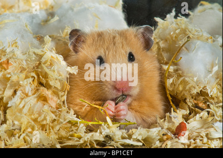 cream colored hamster sit sitting up upright dark background Hamster ...