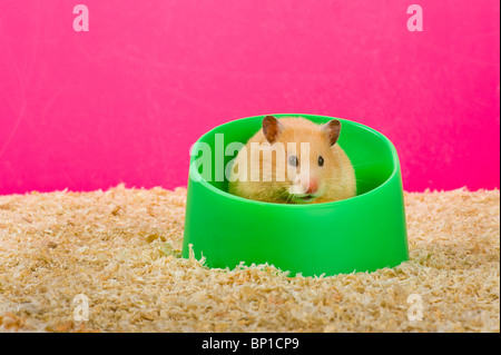 cream colored hamster sit sitting up upright dark background Hamster ...