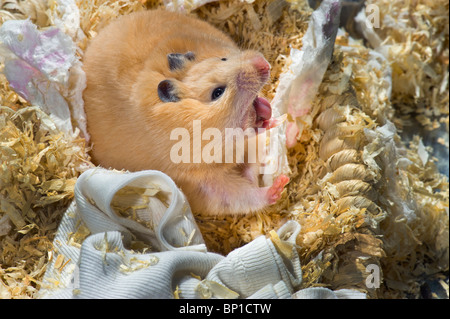 gape gaping yawn yawning Hamster golghamster golden mouth wide open ...