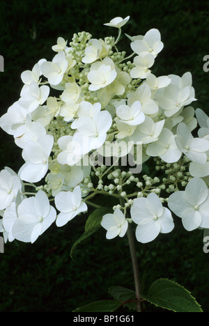 Hydrangea paniculata 'White Moth' Stock Photo - Alamy