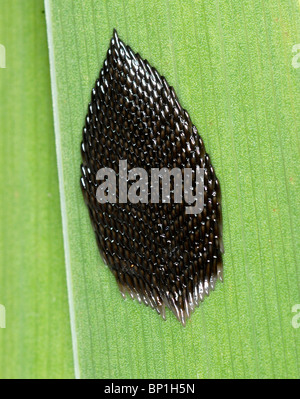 Fly eggs from Tabanidae (horse flies Stock Photo: 30768377 - Alamy