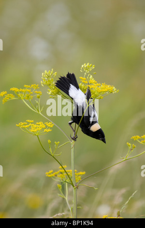 Adult Male Bobolink in Breeding Plumage Perched in Goldenrod Stock ...