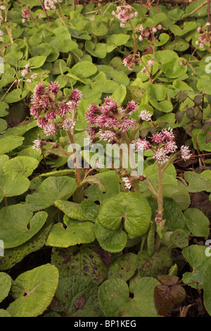 Winter heliotrope (Petasites fragrans : Asteraceae) naturalized on a ...