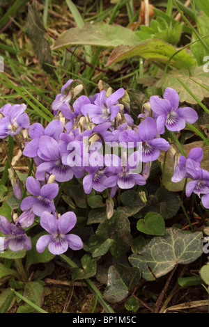 Common Dog Violets viola riviniana, a cluster seen flowering on mossy ...