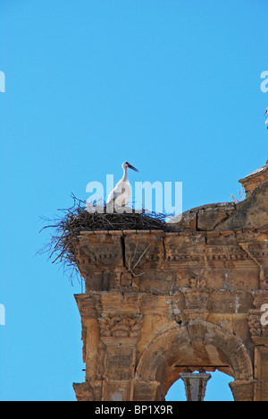 Stork Nest on top of Convent of Nuestra Senora de Gracia Bell Tower ...