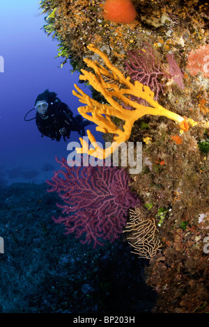 Yellow Sponge and Scuba Diver Axinella cannabina Vela Luka Korcula ...