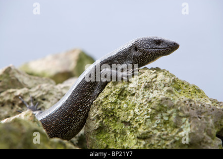 Endemic Malpelo Anguid Lizard Diploglossus millepunctatus Malpelo ...