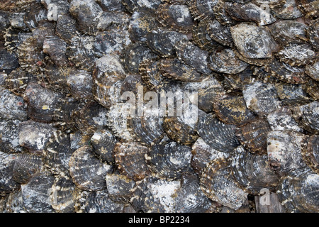 Oyster shells pearl - Rangiroa French Polynesia Stock Photo - Alamy