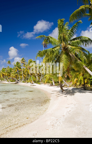 palm trees, beach and lagoon & beach of Manihi Pearl Beach Resort ...