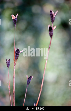 Flowers in springtime in the garden plants Stock Photo - Alamy