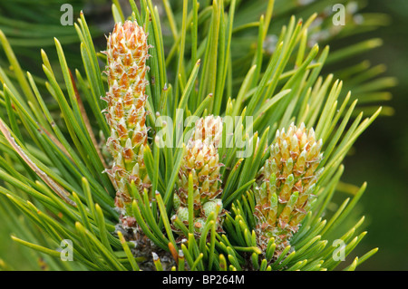 Cones of the mountain Pyrenees pine Pinus uncinata, Spain Stock Photo ...