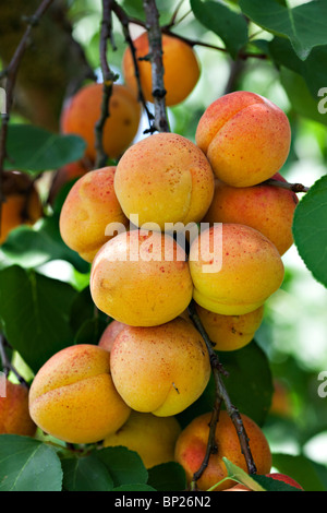 Fresh ripe apricots on tree Stock Photo - Alamy