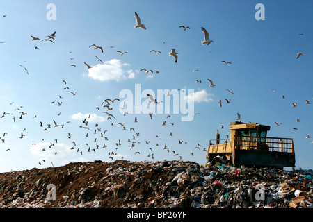 bulldozer working on landfill with birds in the sky Stock Photo - Alamy