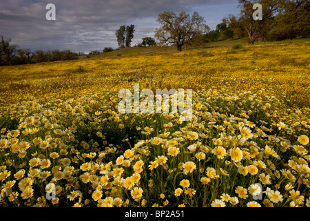 Masses of wildflowers, mainly Tidy-tips (Layia sp.) and Goldfields ...