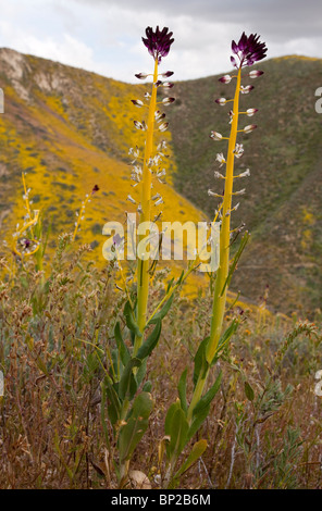 Desert Candle (Caulanthus inflatus) flowering, growing on mountain ...