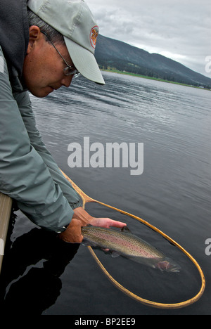 Sport fisherman admiring pink silvery flanked wild Mamit Lake Rainbow ...