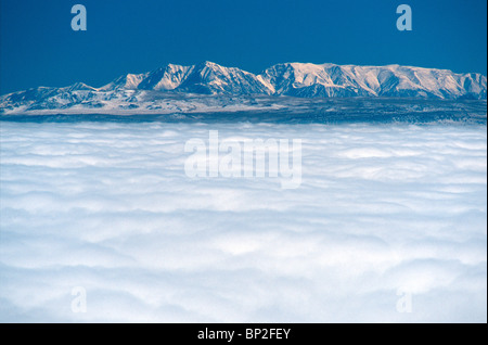 White Mountains, Mono, California, United States, Bombus sp., Animalia ...